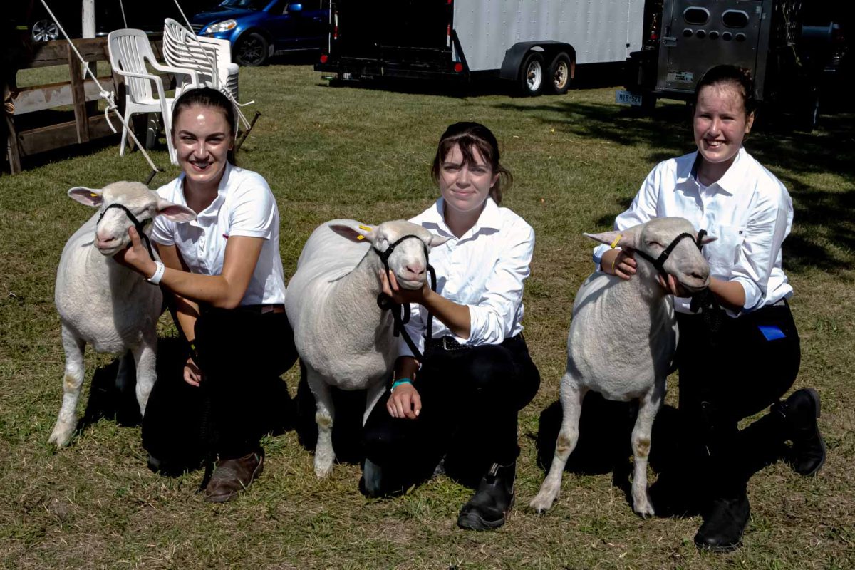 Sheep Show | Uxbridge Fair